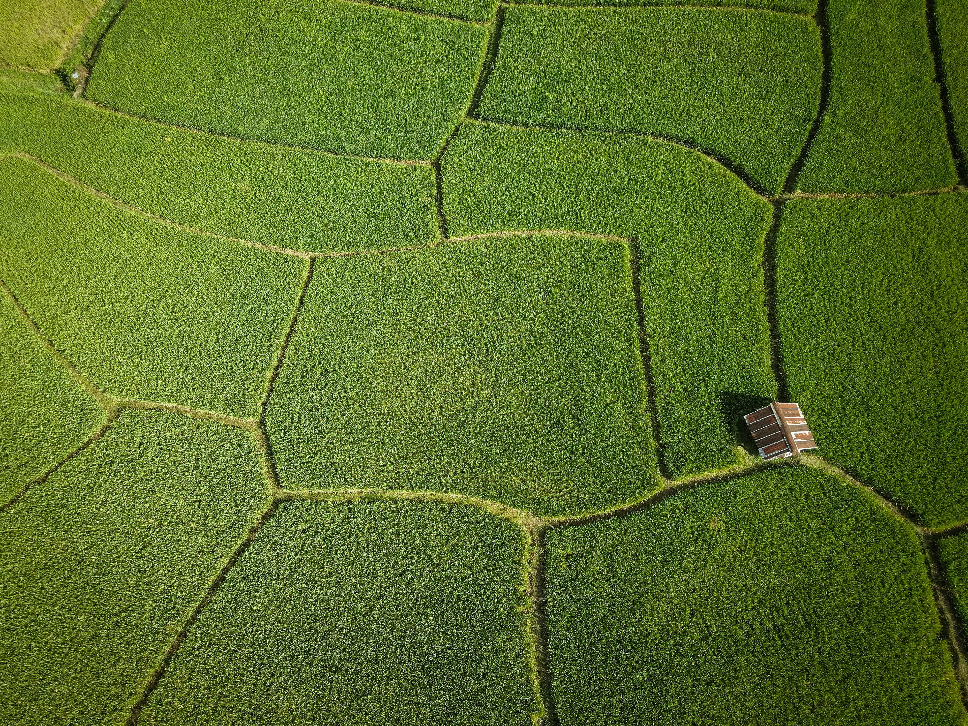 Harmony in Green Fields: Happy Soils and the Essence of Sustainable ...