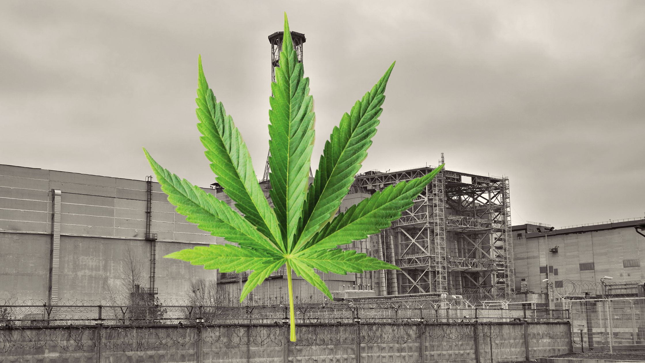 Harnessing Hemp for Soil Remediation: A Green Solution for Australia ...